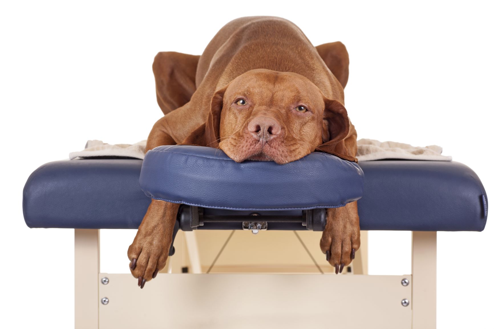 Learning Dog Massage: How to Relax Your Dog | zooplus Magazine