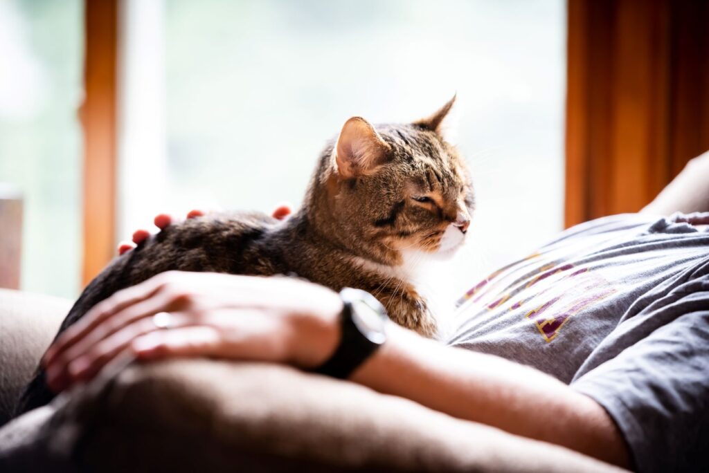 Does My Cat Trust Me? These 5 Signs Prove It | zooplus Magazine