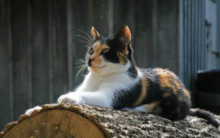 Calico Cat | Cat Breeds | zooplus Magazine