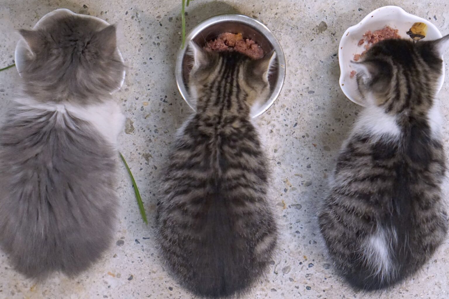 How to Determine the Right Amount of Food for Your Cat | zooplus Magazine