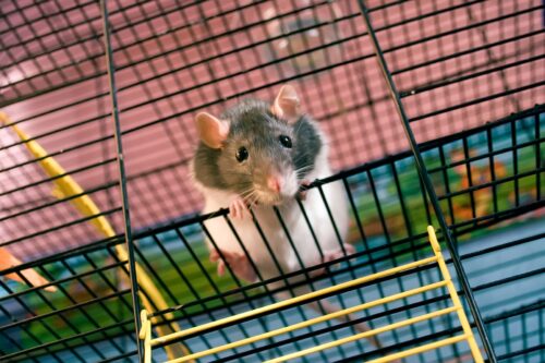 Fancy Rats: The Most Important Basics for Ownership | zooplus Magazine