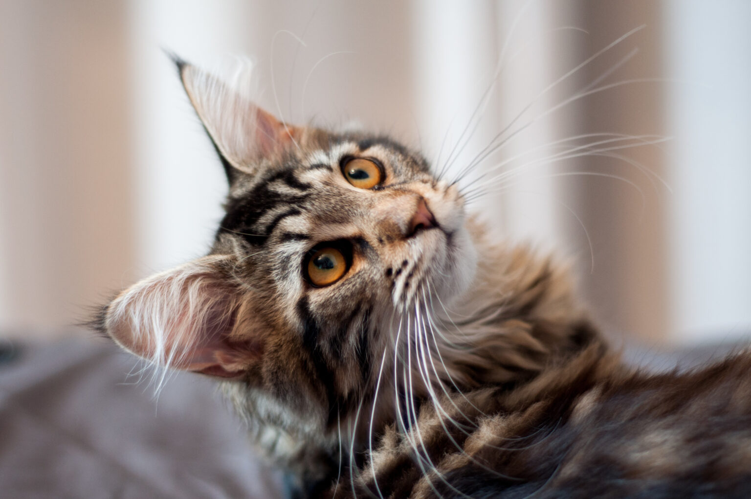 10 Things You Should Know Before Adopting A Cat | zooplus Magazine 10 Things You Should Know Before Adopting A Cat | zooplus Magazine