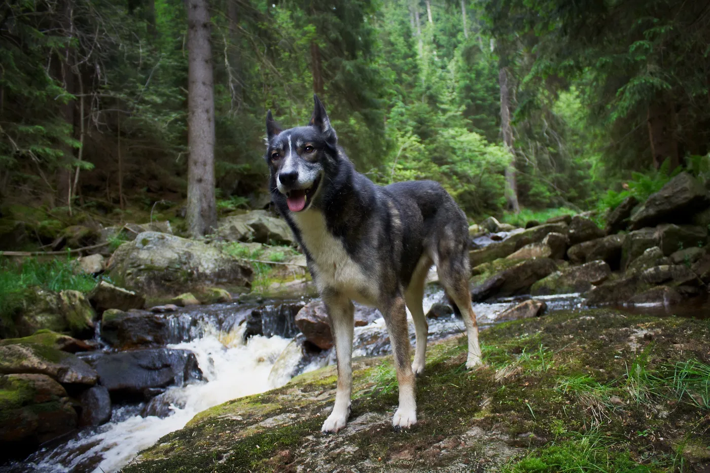 Alaska Husky Honden