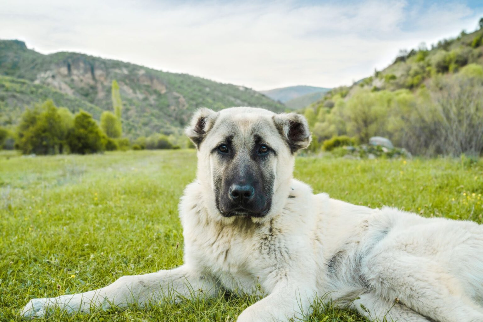 Second Dog? Which Breeds Go Well Together | zooplus Magazine