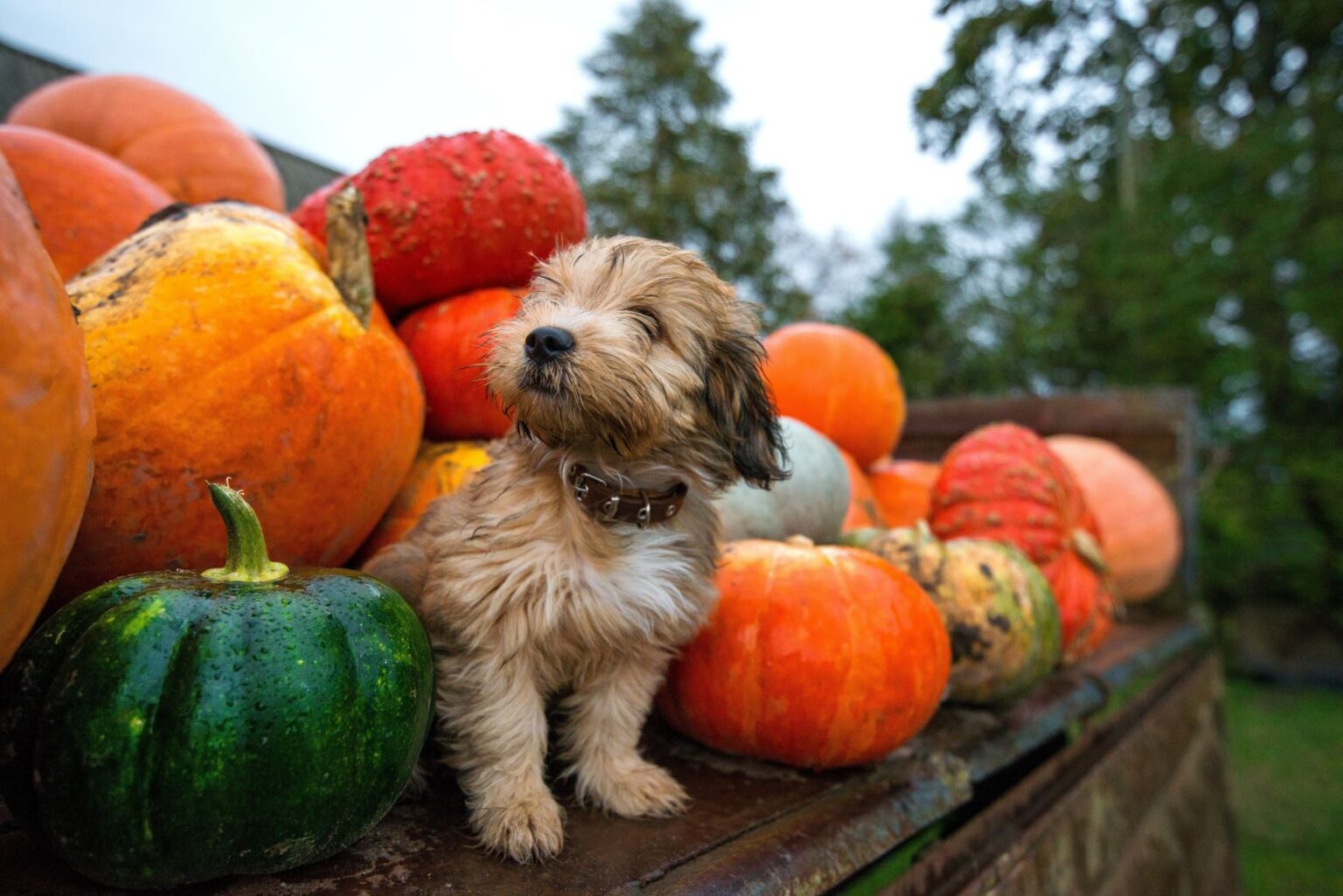 Can Dogs Eat Pumpkin? | Dog Nutrition | zooplus Magazine