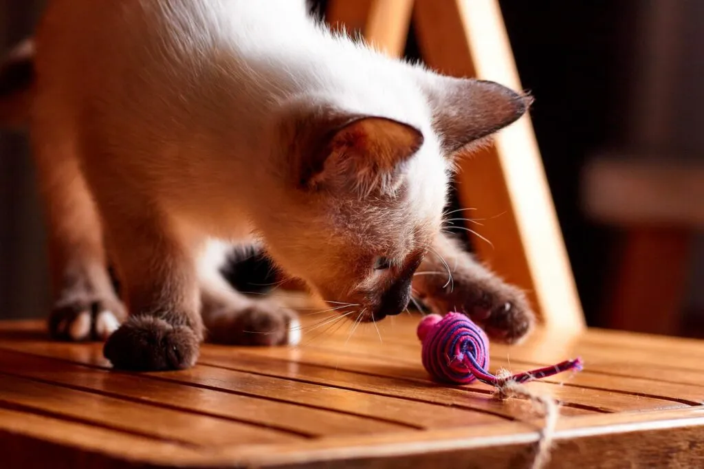 Cat Exercise: How to Achieve the Ideal Weight | zooplus Magazine