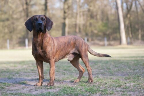 Hanover Hound | Dog Breeds | zooplus Magazine