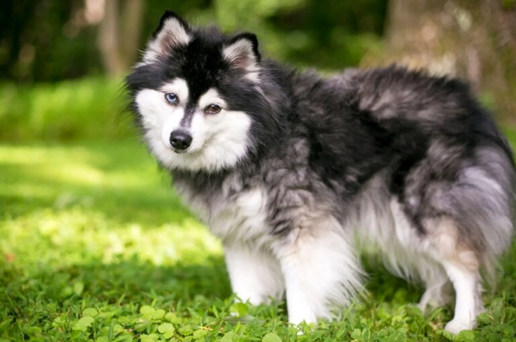 Alaskan Klee Kai - Characteristics, Care, Diet, Price | zooplus Magazine
