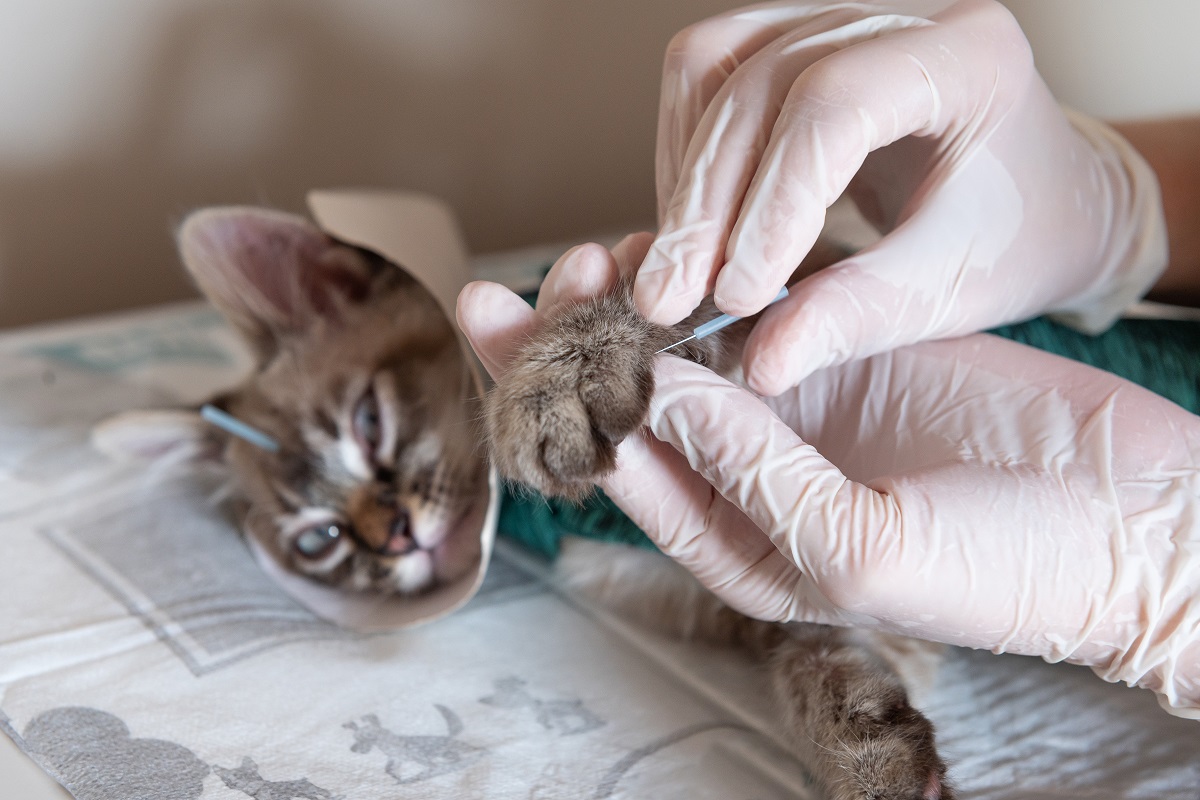 Physiotherapy for Cats: applications, costs | zooplus Magazine