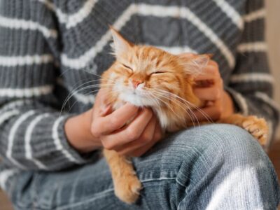 Does My Cat Love Me? 10 Signs That Prove It | zooplus Magazine