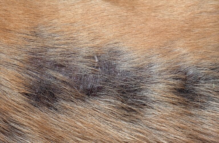 Testicular Cancer in Dogs - Symptoms, Causes, and Treatment. | zooplus ...
