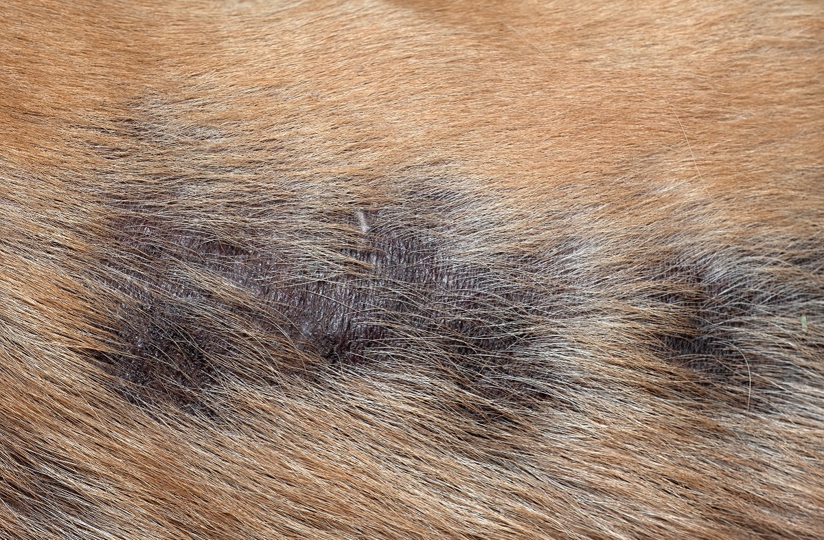 Testicular Cancer in Dogs - Symptoms, Causes, and Treatment. | zooplus ...