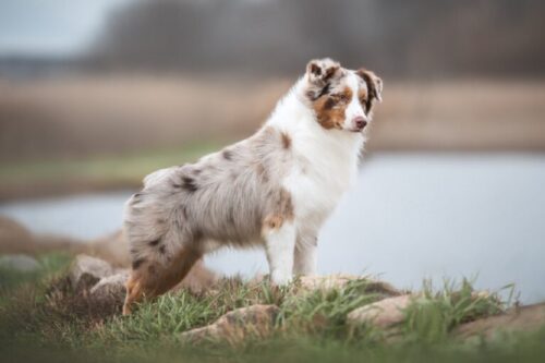 The Merle Factor in Dogs: Beauty with a Dark Side | zooplus Magazine