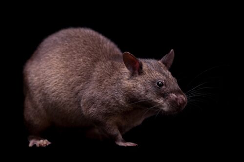 African Pouched Rat: habitat, price, colours | zooplus Magazine