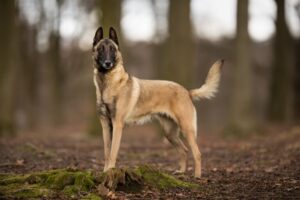 Malinois: appearance, price, temperament | zooplus Magazine