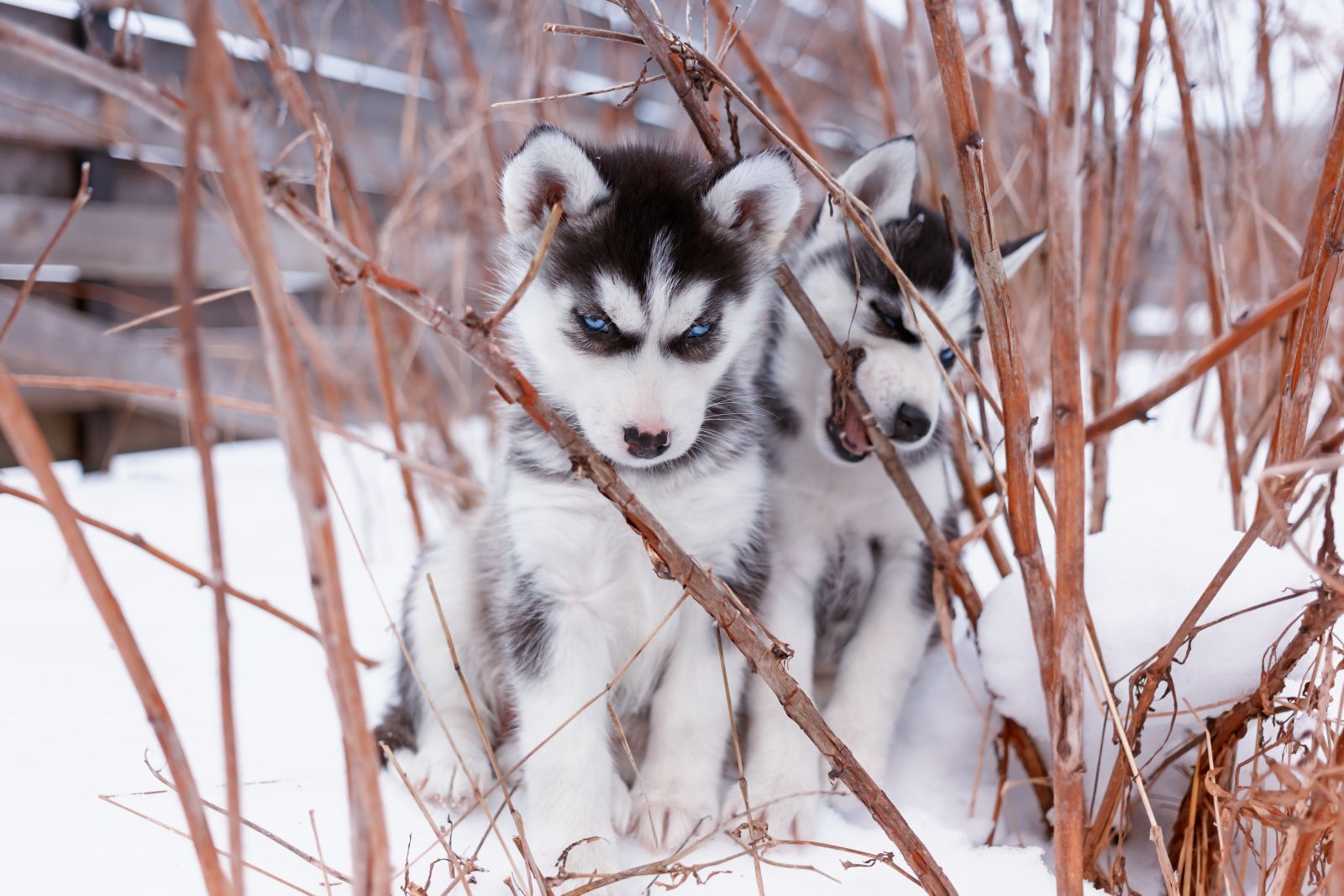 Images Of Husky Puppies