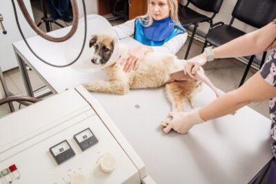 X-Ray in Dogs: when and why are they necessary? | zooplus Magazine