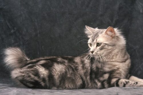 American Bobtail: appearance, price, temperament | zooplus Magazine