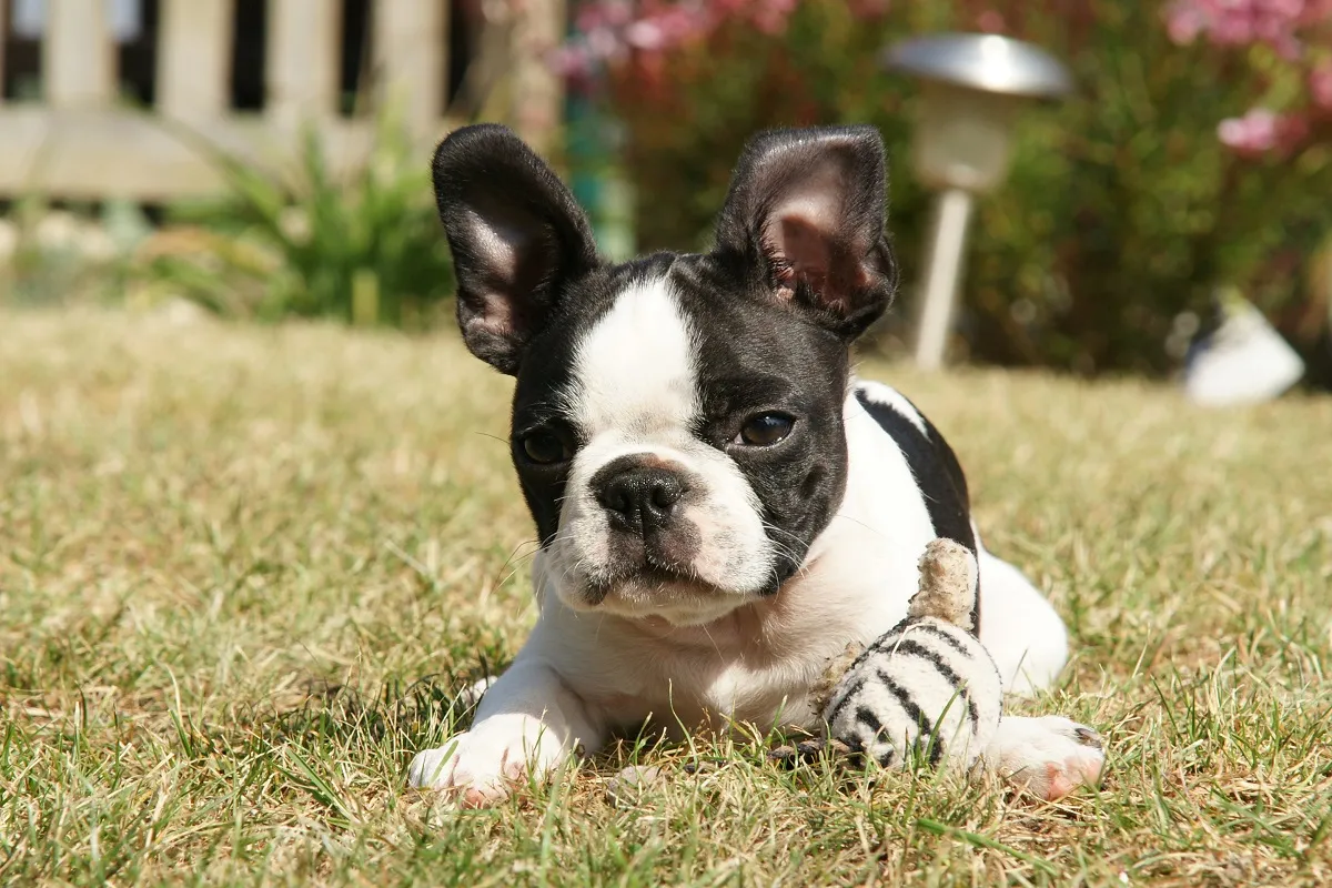 Son Boston Terriers Bulldogs Frances
