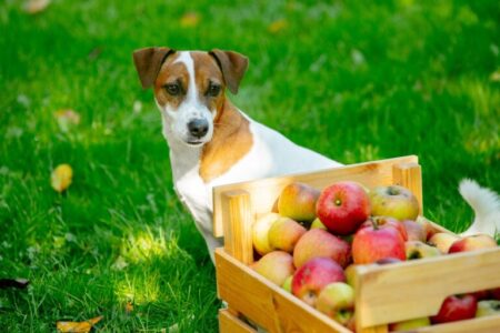 Can Dogs Eat Apples? A Pet Owner's Guide | zooplus Magazine