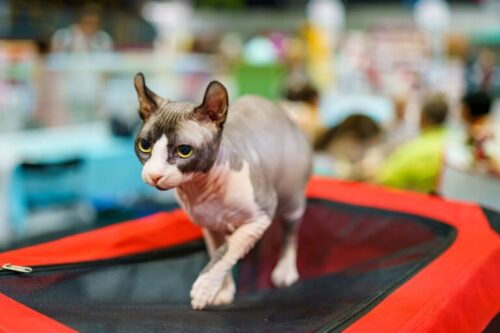 Elf Cat: behaviour, price, appearance | zooplus Magazine