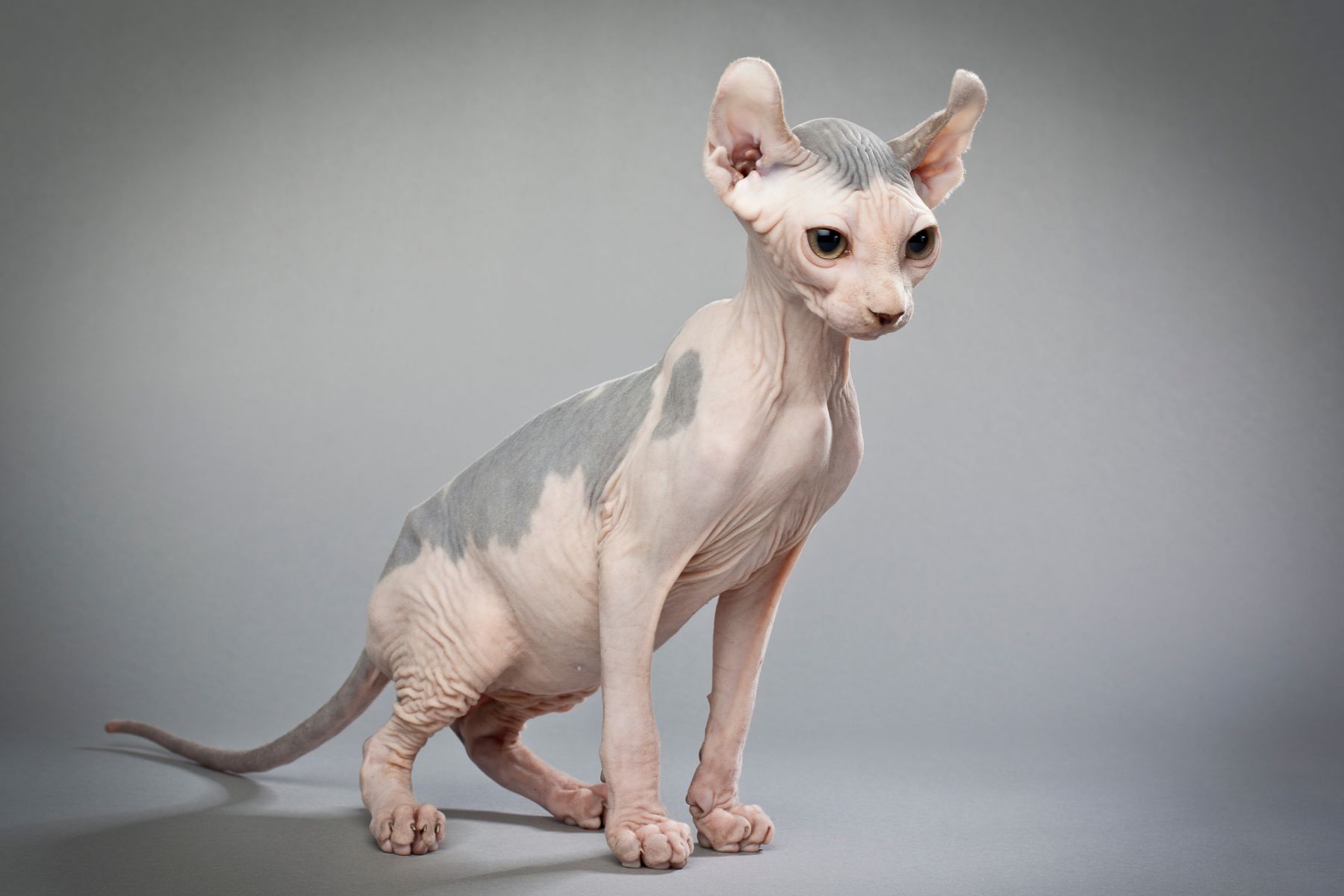 Elf Cat: behaviour, price, appearance | zooplus Magazine