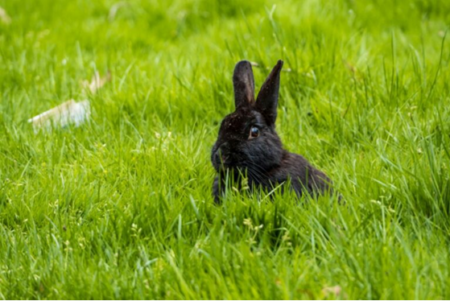 Alaska Rabbit - Appearance, Care, Diet and Price | zooplus Magazine