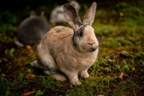 Japanese Rabbit: character, size, lifespan | zooplus Magazine