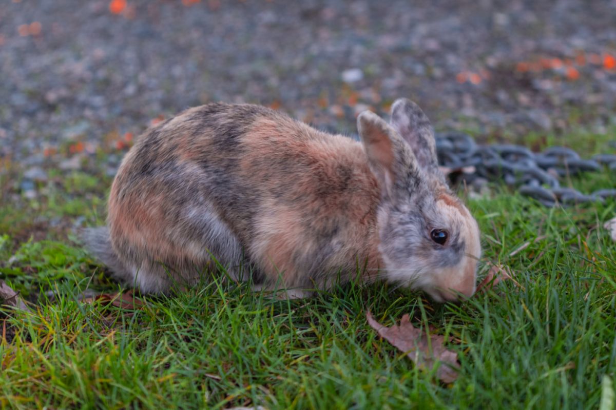 Japanese Rabbit: character, size, lifespan | zooplus Magazine