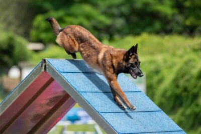 Malinois: appearance, price, temperament | zooplus Magazine