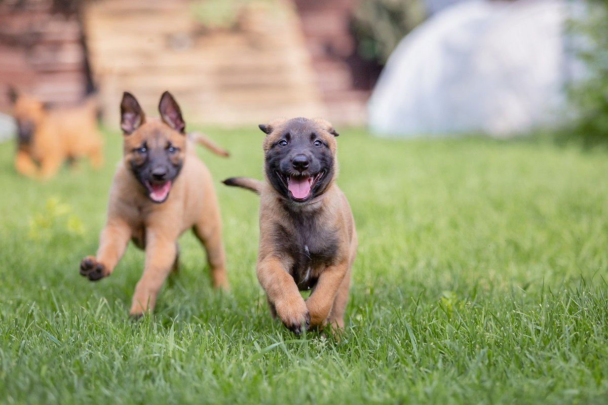 Malinois: appearance, price, temperament | zooplus Magazine
