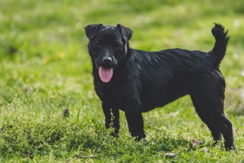 Patterdale Terrier: appearance, character, price | zooplus Magazine