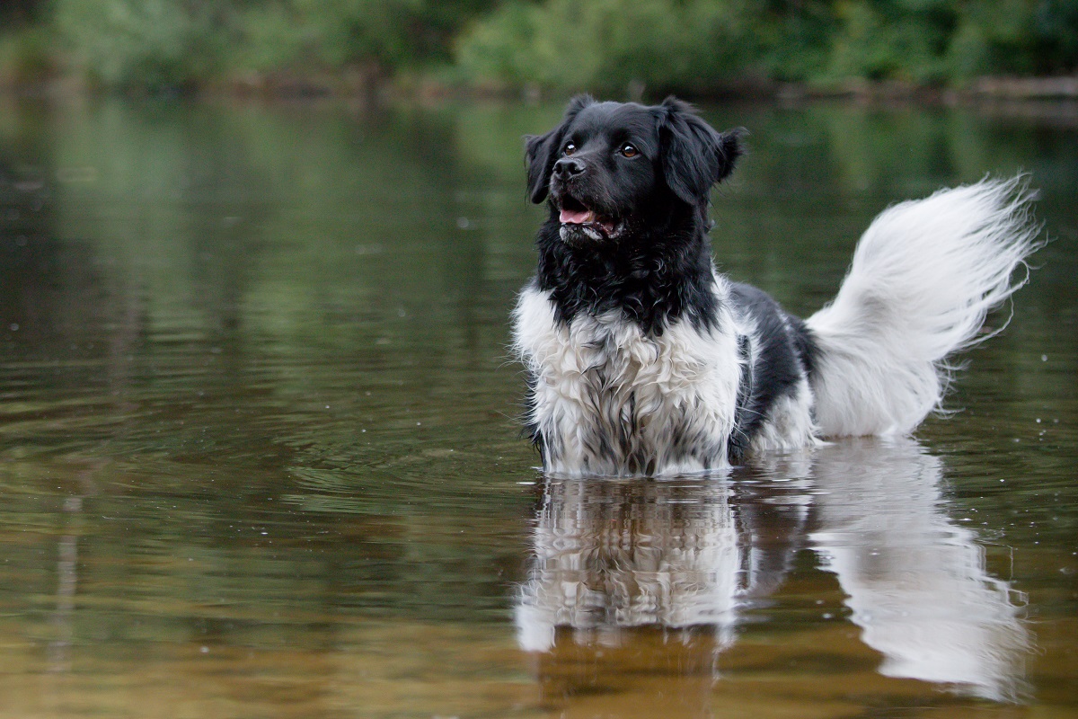 Stabyhoun: temperament, price, appearance | zooplus Magazine
