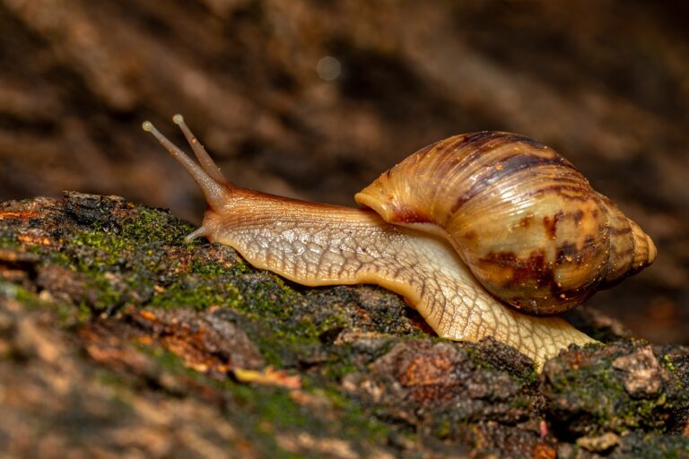 Giant African Land Snails (Achatinidae) | zooplus Magazine