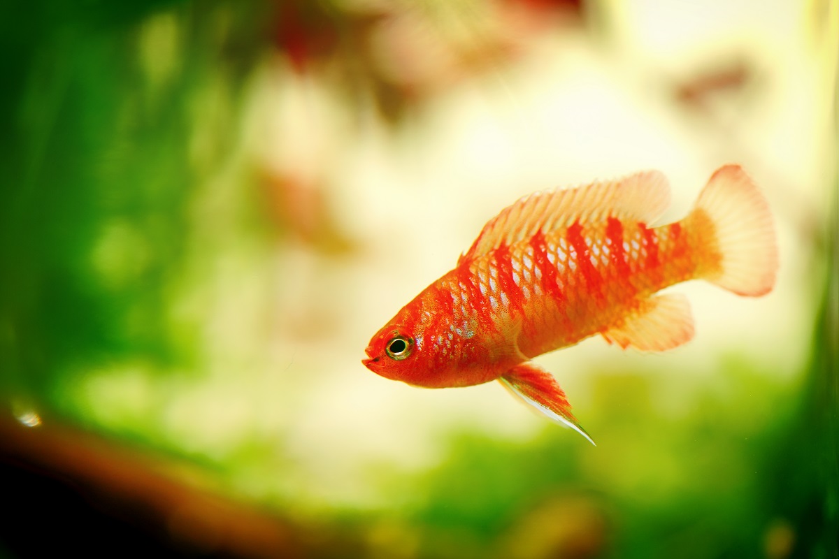 Velvet Disease in Fish: diagnosis, symptoms, treatment | zooplus Magazine