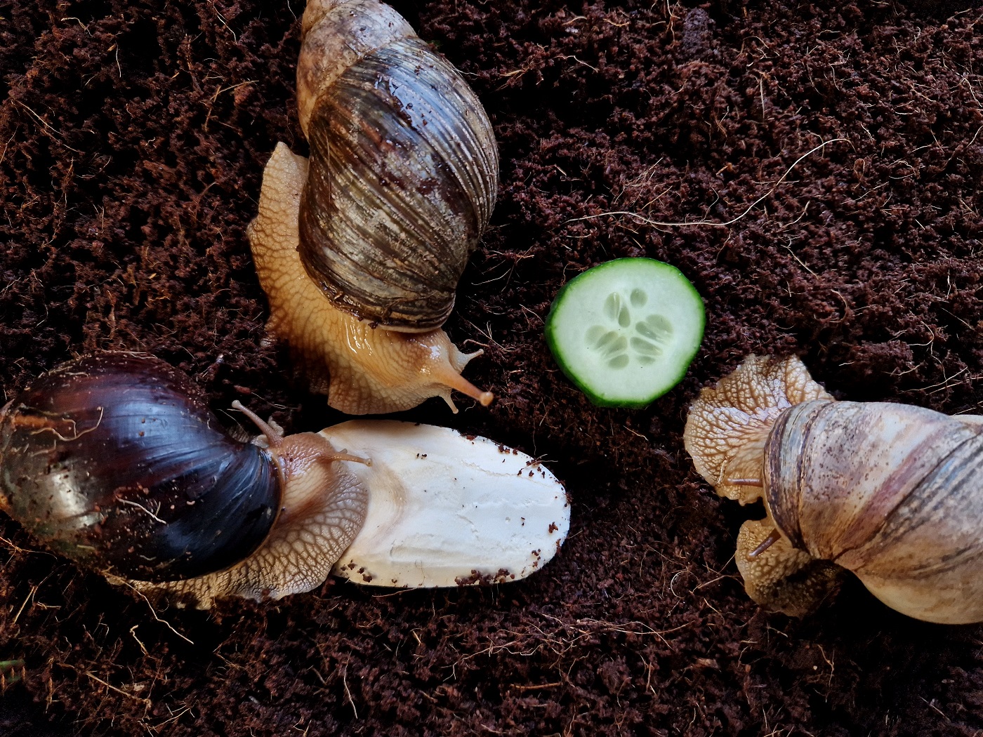 Giant African Land Snails (Achatinidae) | zooplus Magazine
