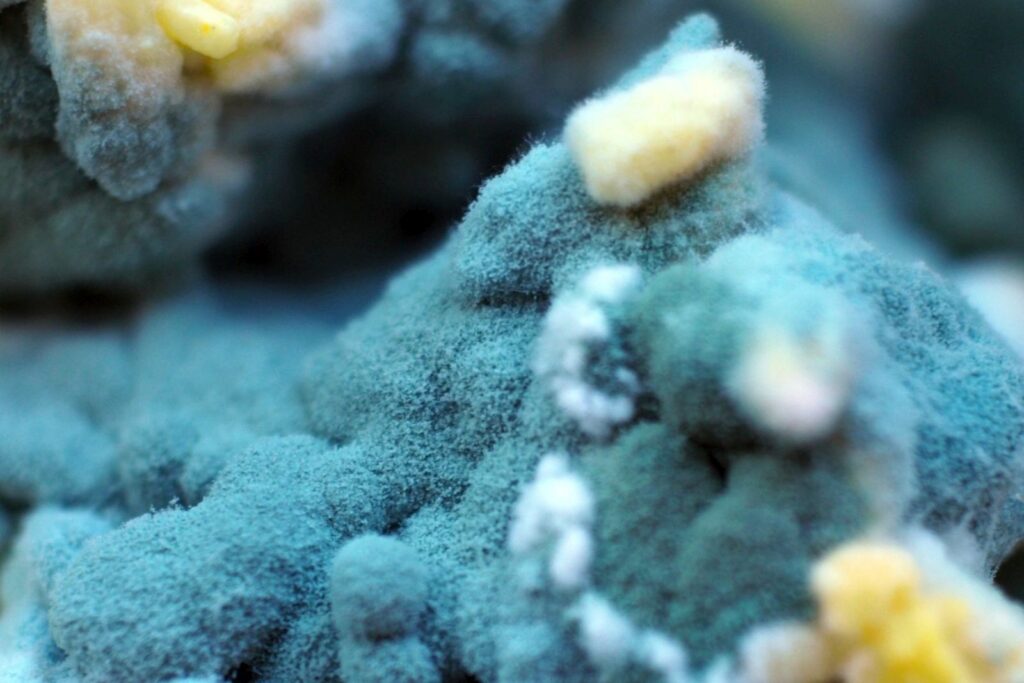 Fish Fungus: prognosis, prevention | zooplus Magazine