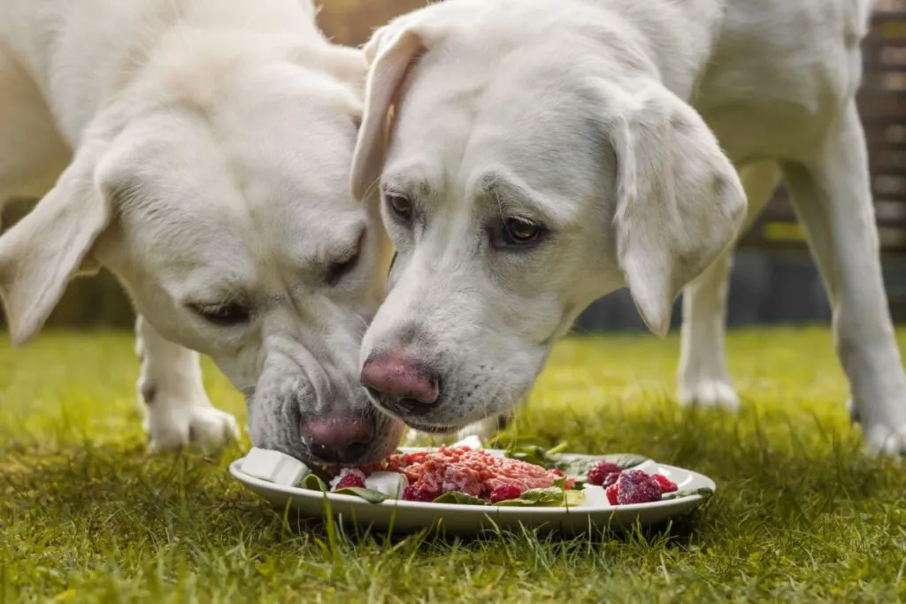 Food Envy in Dogs: What to Do? | zooplus Magazine
