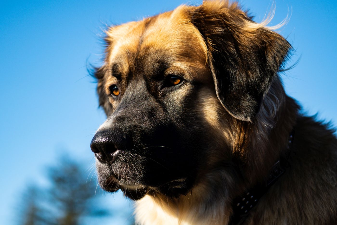 Bear Mastiff Karelian Bear Dog Breed | Information | Personality