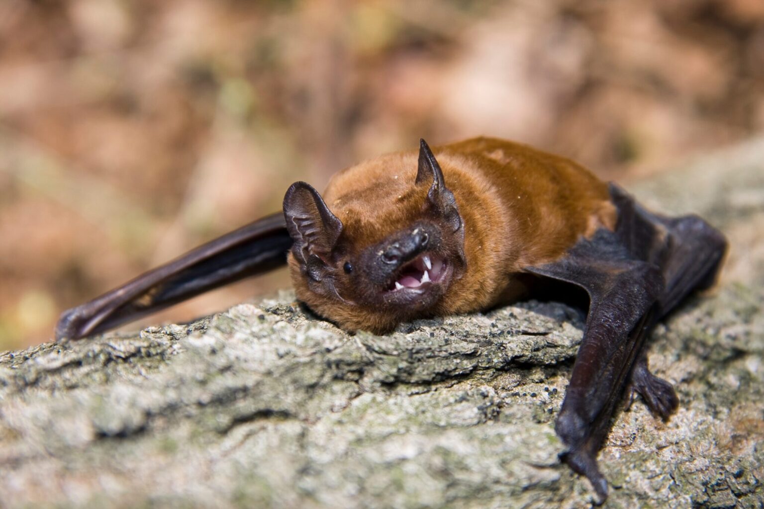 Bat: habitat, diet, reproduction | zooplus Magazine