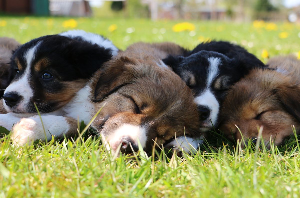 MDR1 Gene Defect in Dogs | zooplus Magazine