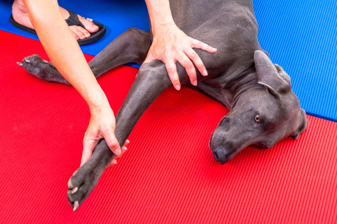 Osteopathy for Dogs - Can It Help My Dog? | zooplus Magazine
