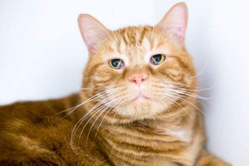 Third Eyelid Prolapse in Cats: symptoms, diagnosis | zooplus Magazine