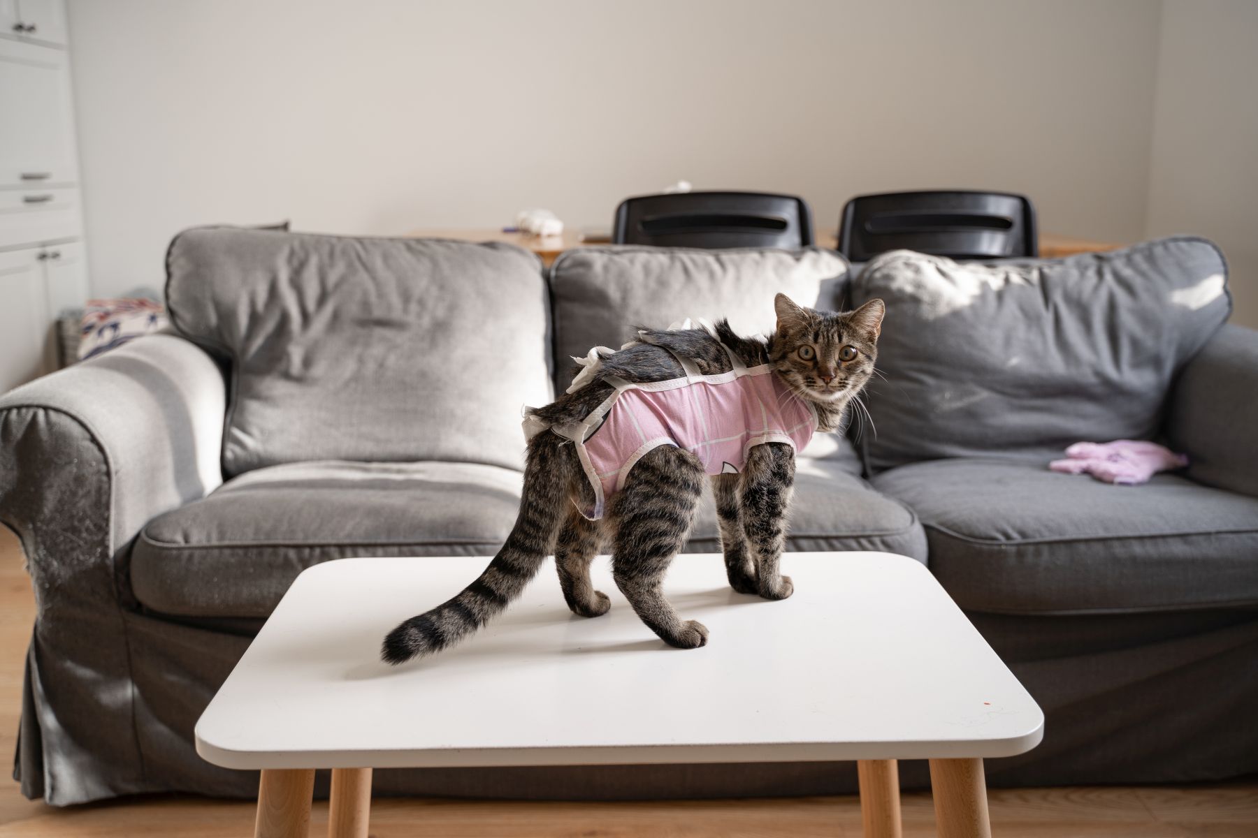 Pyometra in Cats: symptoms, diagnosis, treatment | zooplus Magazine