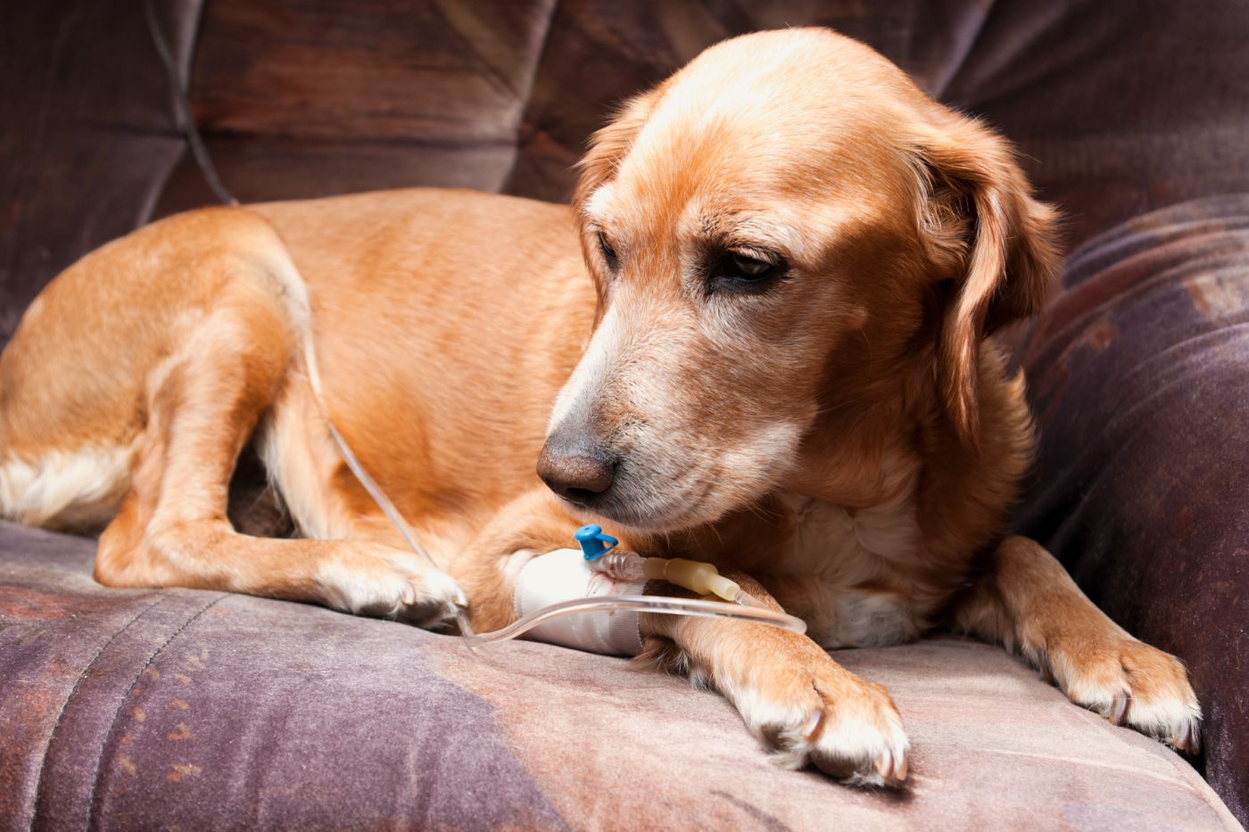 Ibd In Dogs