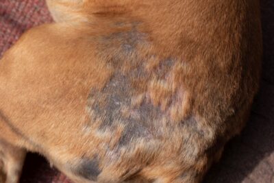 Mange in Dogs (Sarcoptic): symptom, diagnosis, therapy | zooplus Magazine