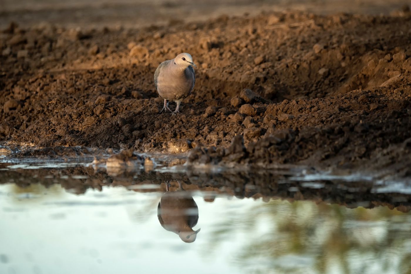 Laughing Dove: habitat, feeding, behaviour | zooplus Magazine