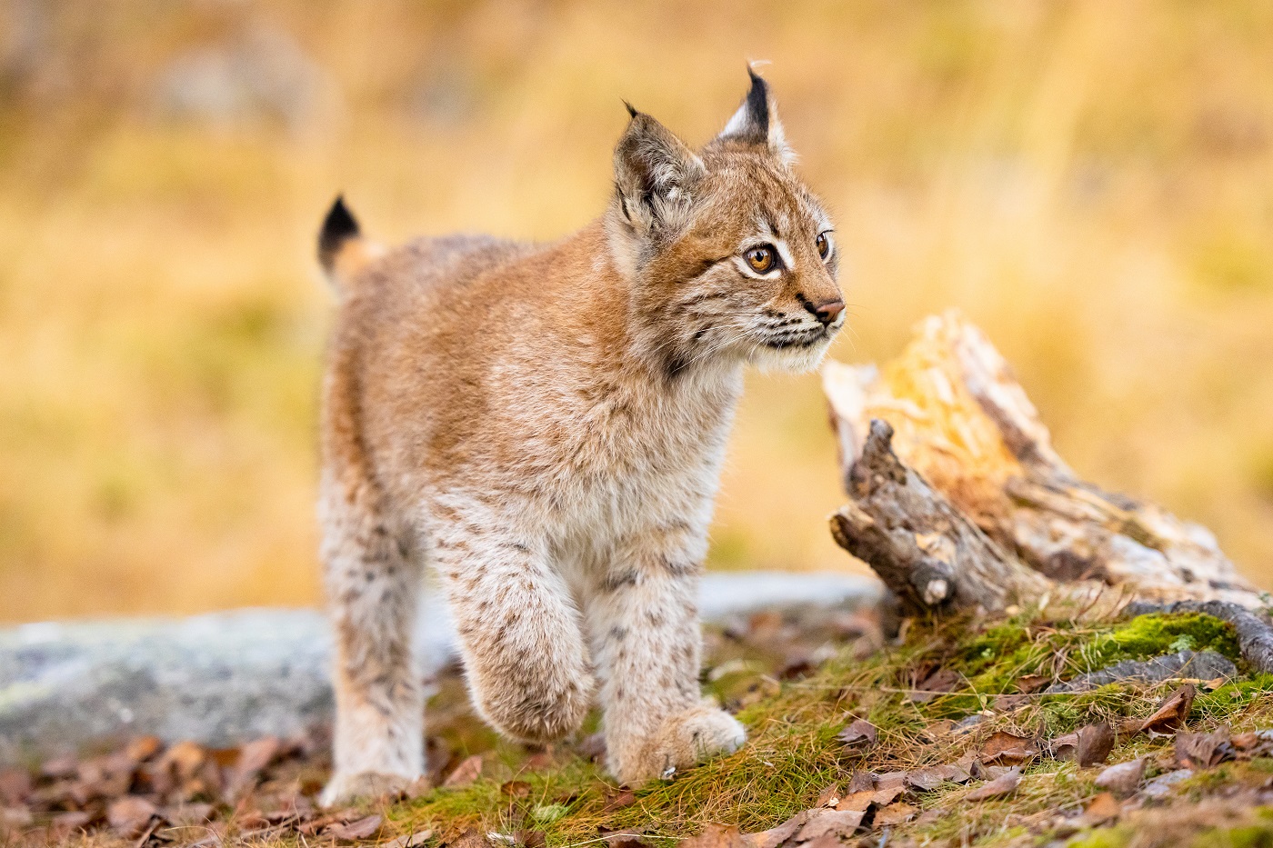 Lynx: habitat. nutrition, appearance | zooplus Magazine