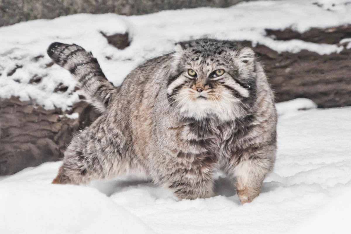 Pallas Cat (Manul): habitat, diet, gestation | zooplus Magazine