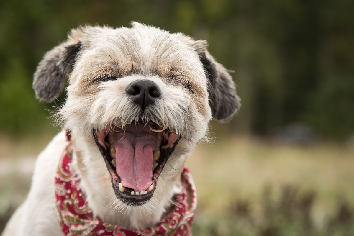 Reverse Sneezing in Dogs: diagnosis, treatment| zooplus Magazine